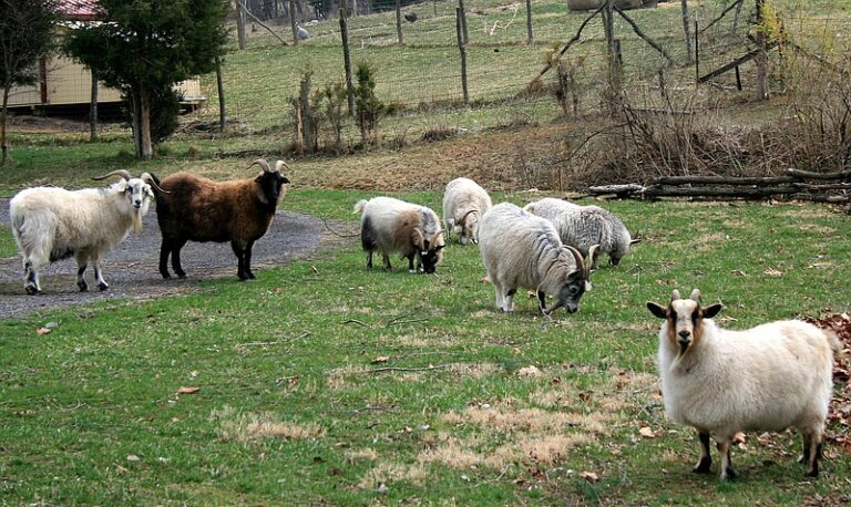 Pygora Goat - Breed Profile - Goat Journal